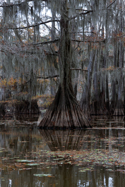 Caddo lake – NAC Galeria